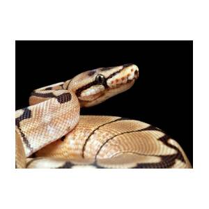 Pastel Variant Royal Python Photograph by Pascal Goetgheluck/science ...